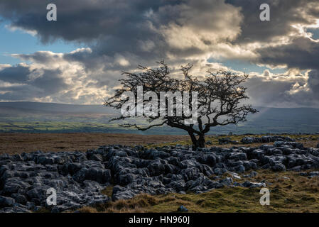 Lone windswept tree on skyline, Yorkshire Dales, UK Stock Photo - Alamy
