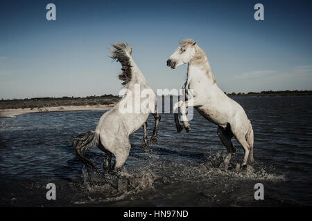 two Camargue horses - playful fighting Stock Photo - Alamy