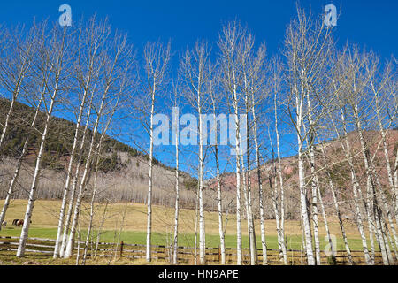 Leafless birch trees in a meadow, autumn season Stock Photo - Alamy