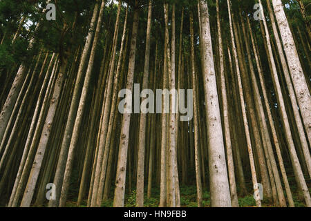 Japanese Cedar trees in Okutama, Tokyo, Japan Stock Photo - Alamy