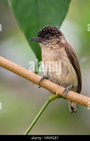 Grayish Piculet (Picumnus granadensis) female, Cali, Valle del Cauca ...