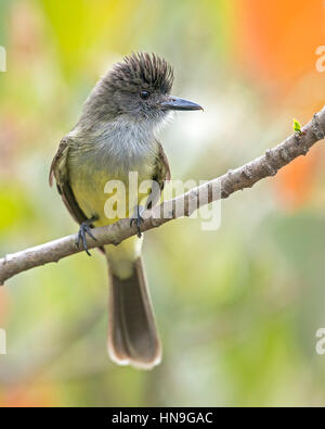 Apical Flycatcher (Myiarchus apicalis), Cali, Valle del Cauca Stock ...