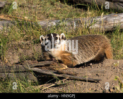 Badger Taxidea taxus digging at burrow USA Stock Photo - Alamy
