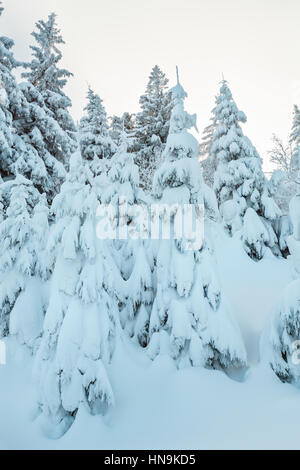 Evening shadows and snowdrifts in winter snowy slope with fir forest ...