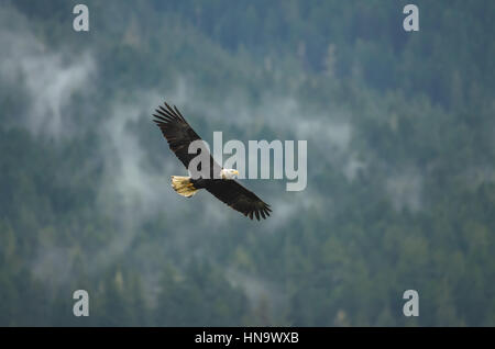 Eagle soaring over misty forest canopy Stock Photo - Alamy