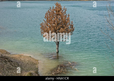 Drowned pine wood rotting in the lake with blue and green water Stock ...