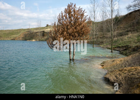 Drowned pine wood rotting in the lake with blue and green water Stock ...