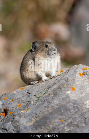 American pika on rock with tan and green background Stock Photo - Alamy