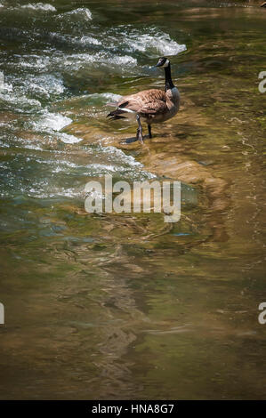 Idyllic landscape. stream with ducks Stock Photo - Alamy