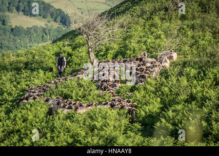 Transhumance in the Basque Country (south-western France Stock Photo ...