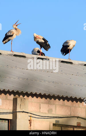 White Stork, ciconia ciconia, Group of Adults standing on Nest, on the ...