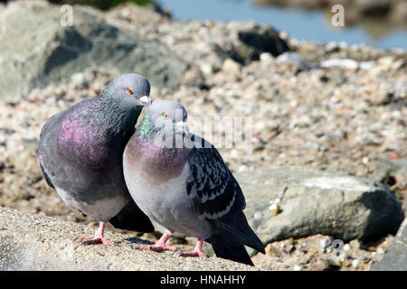 Male pigeon on the left and female pigeon on the right, courting ...