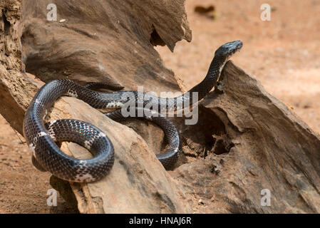 Sri Lankan krait, Bungarus ceylonicus, endemic to Sri Lanka, Sri Lanka ...