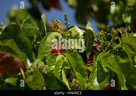 Close up flower of Santol Fruit Stock Photo - Alamy
