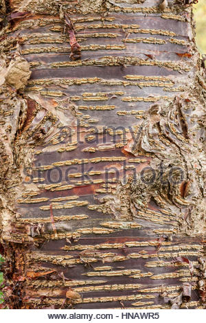 Prunus Rufa, Himalayan cherry tree bark Stock Photo, Royalty Free Image ...