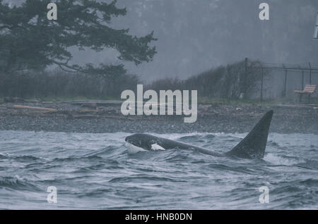 Orcas in storm weather inside populated sooke basin Stock Photo - Alamy