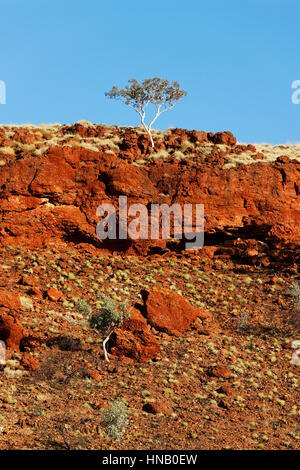 A tree is growing on a rocky hillside. The hillside is covered in red ...