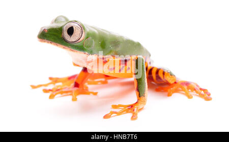 Tiger Leg Monkey Frog, Phyllomedusa hypochondrialis azurea, South ...