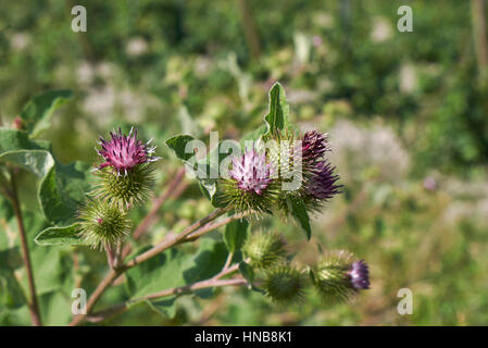 Articum lappa, Inflorescence of Greater burdock against blurred green ...