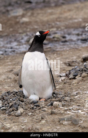 zoology / animals, birds, penguins, Gentoo Penguin, (Pygoscelis papua ...