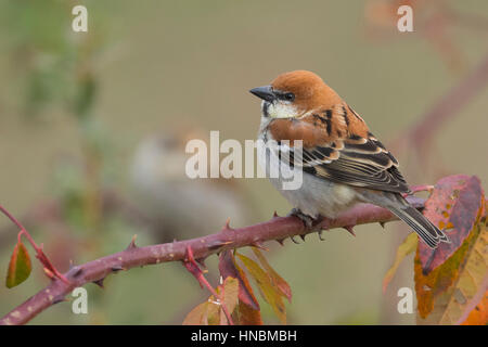Male Russet Sparrow (Passer rutilans), perched on a tree branch, in the ...