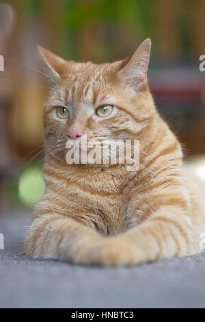 Orange tabby cat lying on surface with pink flea collar looking ...