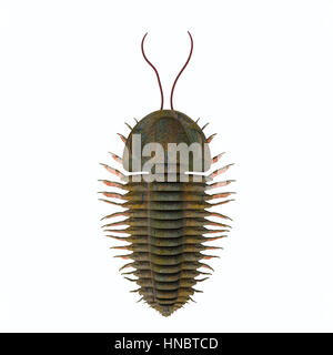 Trilobite triarthrus is a Burgess shale animal that lived in the ...