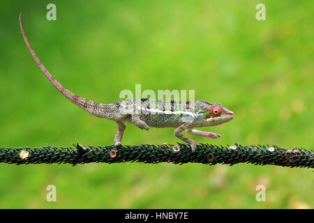Chameleon walking on a plant, Indonesia Stock Photo - Alamy