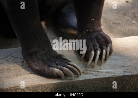 Claw and paw detail of a Sun Bear (Helarctos malayanus Stock Photo - Alamy