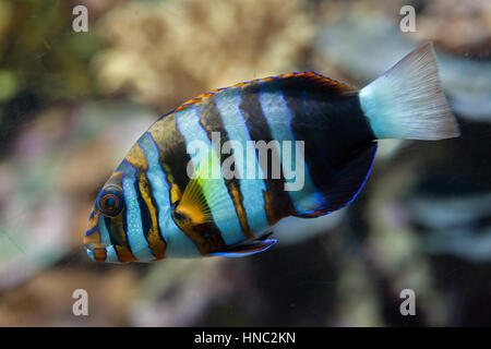 Harlequin tusk fish ; harlequin tuskfish , Choerodon fasciatus , Green ...