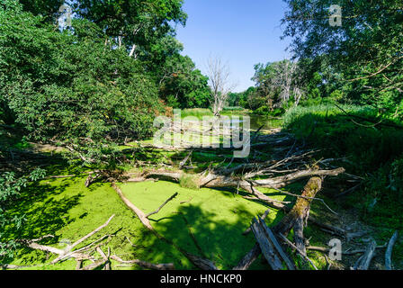 Marchegg, WWF Nature reserve Marchauen; March oxbow lake, watch tower ...