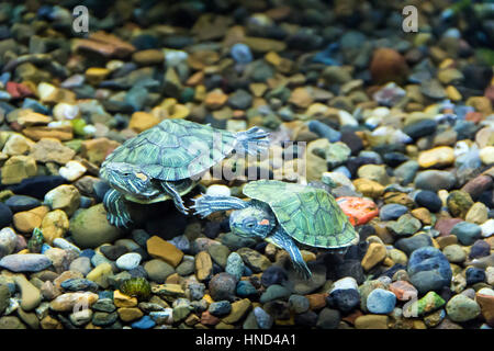 Photo of a small green creeping terrapin Stock Photo - Alamy