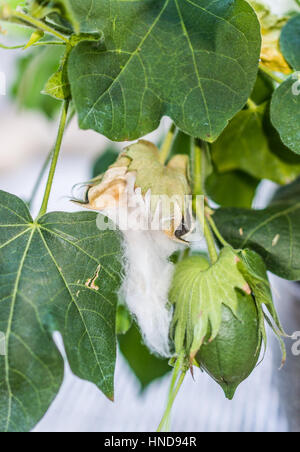 Vertical macro of soft, fuzzy green Salvia officinalis leaves with ...
