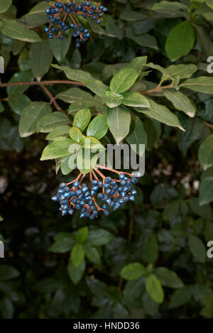Berry of Laurustinus (Viburnum tinus) shrub, berries in the garden. Summer and spring time Stock ...