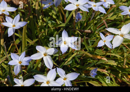 Spring Starflower, Ipheion uniflorum, Alliaceae (Amaryllidaceae). Syn ...