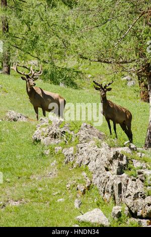 The family of marals fleeing from a photographer, Siberian stag Stock ...