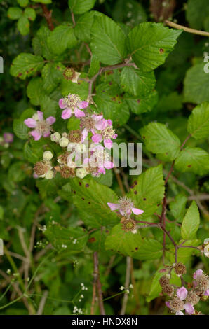 Rubus ulmifolius, Blackberry Stock Photo - Alamy