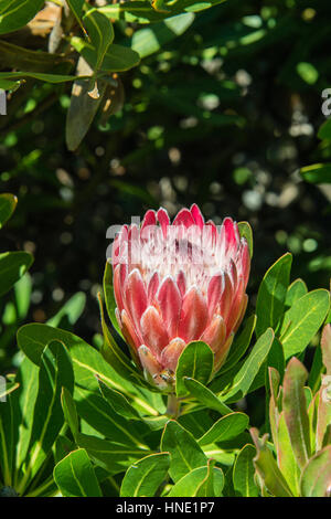 A king protea Protea cynaroides in Hermanus, South Africa Stock Photo ...