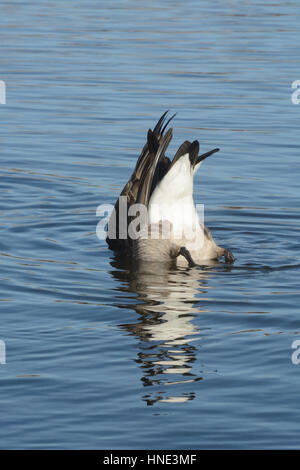 Canada goose branta canadensis balancing on one leg to keep warm in the ...