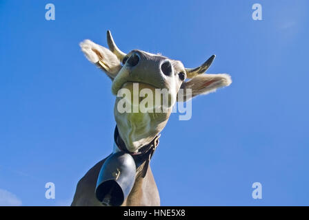 Kuh mit Kuhglocke - cow Stock Photo - Alamy