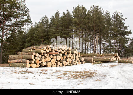 Freshly cut tree trunks, ready for collection Stock Photo - Alamy