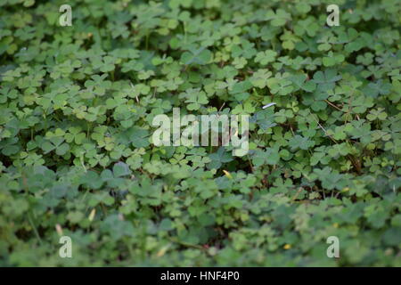 Patch of Clover Stock Photo - Alamy