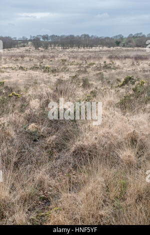 Wide shot of heathland / scrubland in mid-Cornwall, UK Stock Photo - Alamy