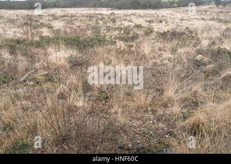 Wide shot of heathland / scrubland in mid-Cornwall, UK Stock Photo - Alamy