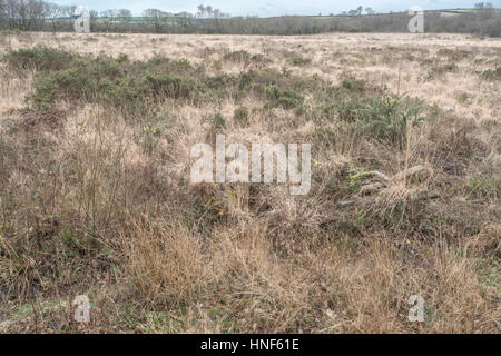 Wide shot of heathland / scrubland in mid-Cornwall, UK Stock Photo - Alamy
