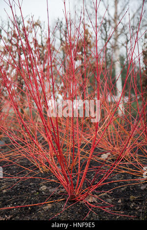 Cornus sanguinea Annys Winter Orange, Dogwood Annys Winter Orange ...