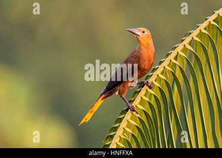Russet-backed oropendola (Psarocolius angustifrons) flying with grasses ...