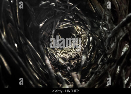 Root system of a strangler fig in Palawan, Philippines Stock Photo - Alamy