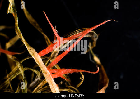 Red thread, Laetisaria fuciformis, damage and stromata from the disease ...