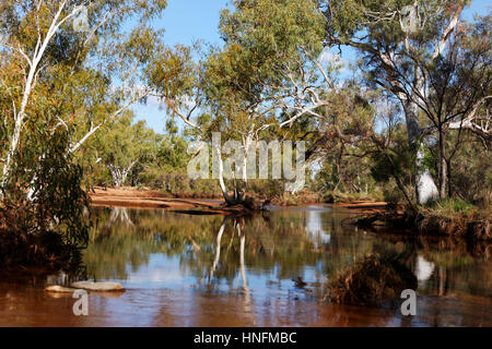 Australian billabong surrounded by Eucalyptus Gum Trees, Pilbara ...